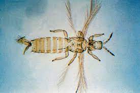 Thrips Palmi: The Tiny Yet Destructive Pest on Melons – Vegetables News